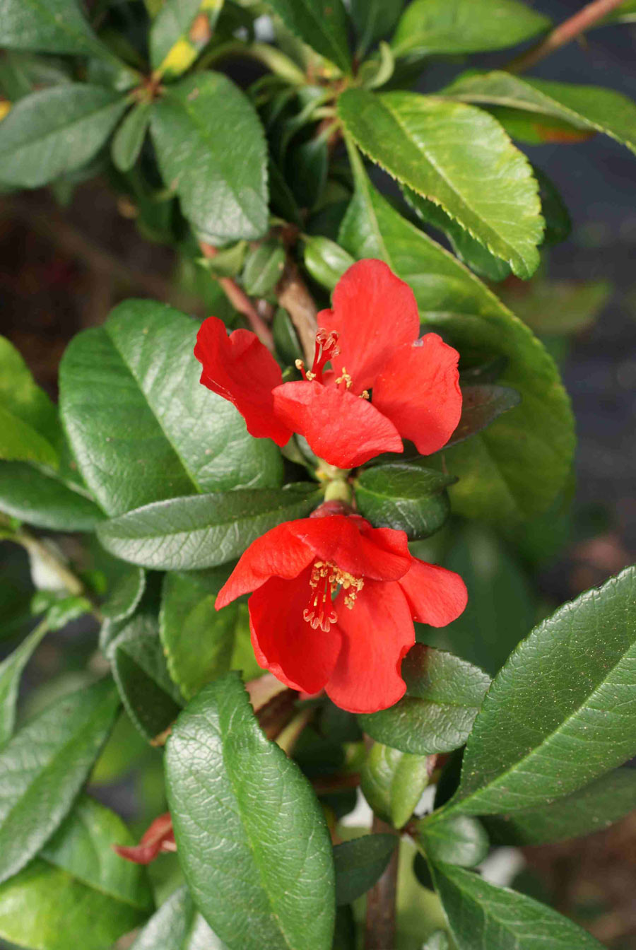COGNASSIER DU JAPON, CHAENOMELES SPECIOSA - Production Horticole Lorraine
