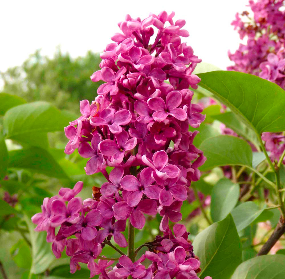 LILAS, SYRINGA VULGARIS - Production Horticole Lorraine